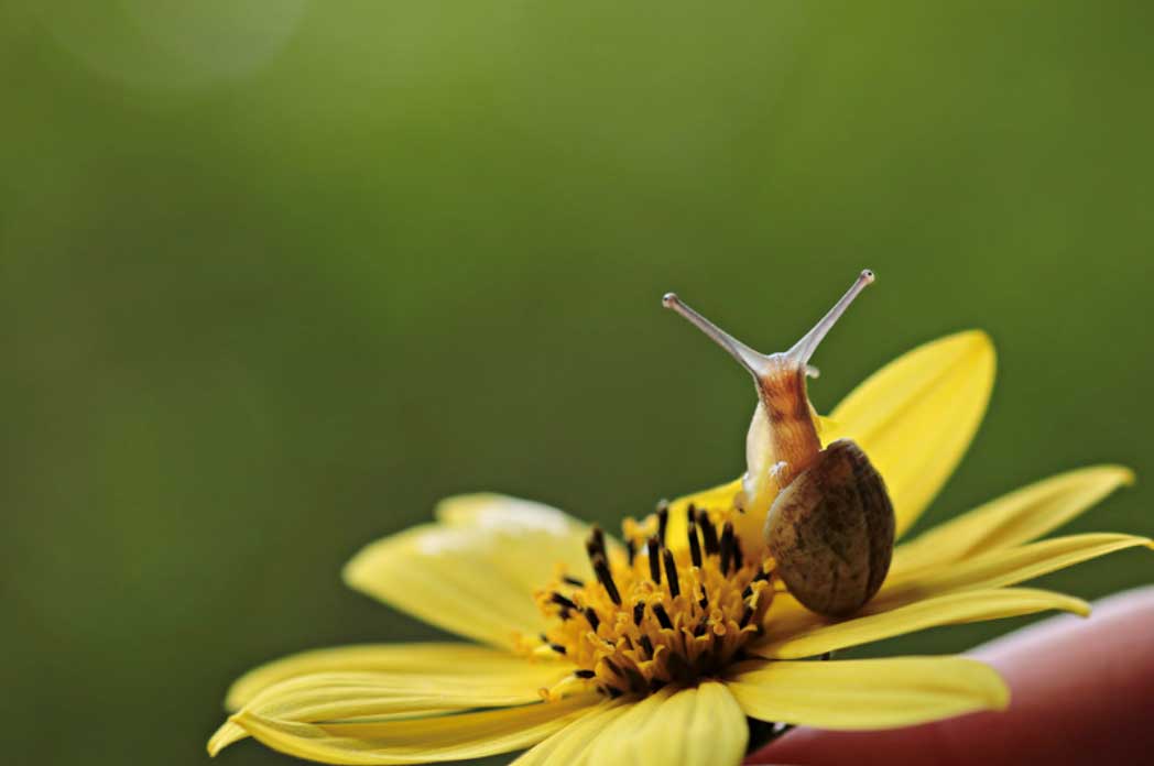 Some Extra Spring Snail and Slug Facts - Eenie's World | Feeling Good